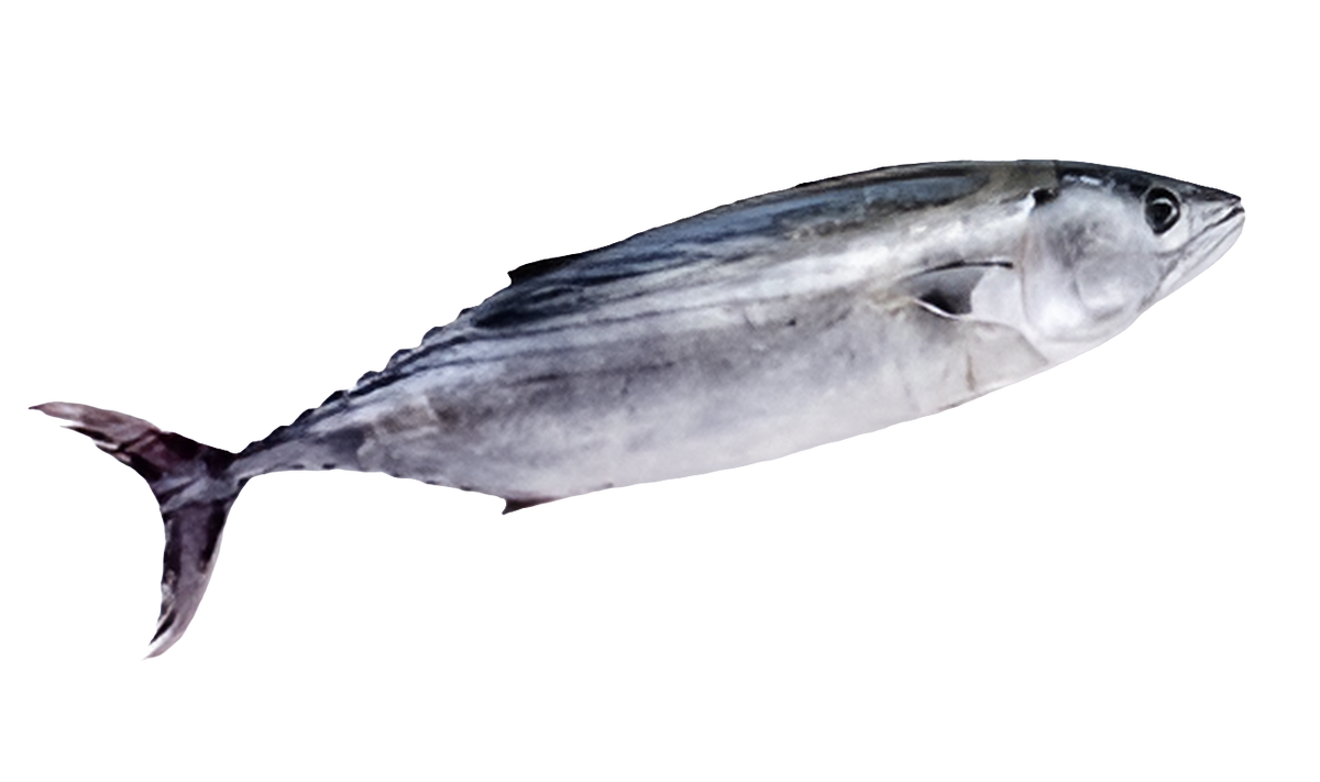 Thon – Distribution LovAf