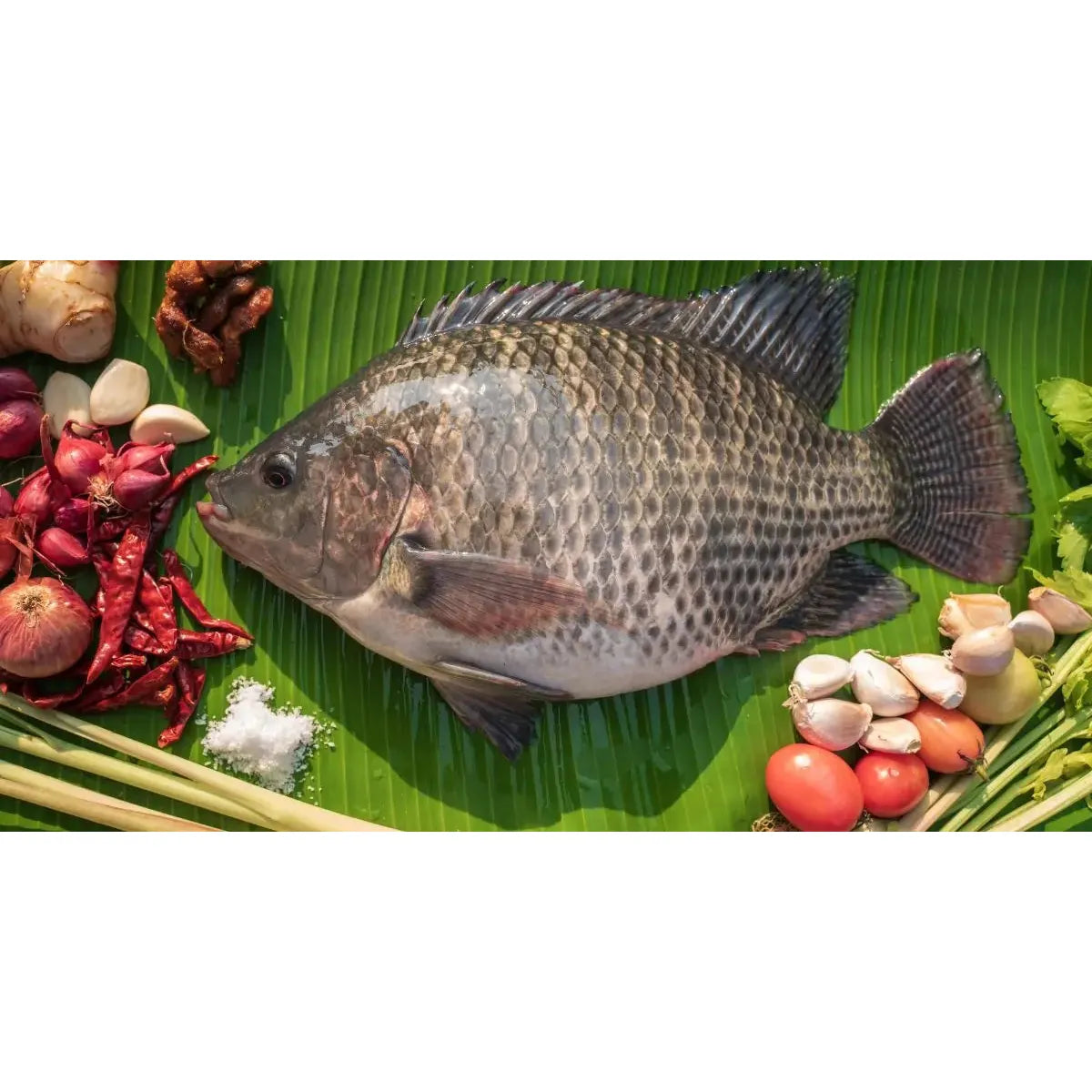 Tilapia Entier – Distribution LovAf