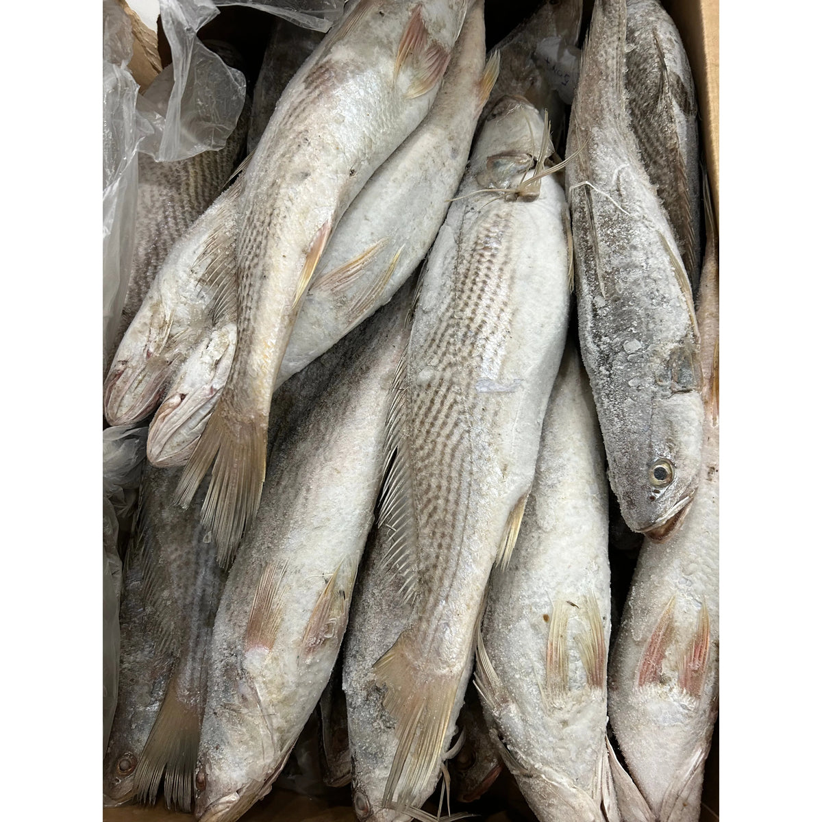 Bar (Sosso) entier – Distribution LovAf